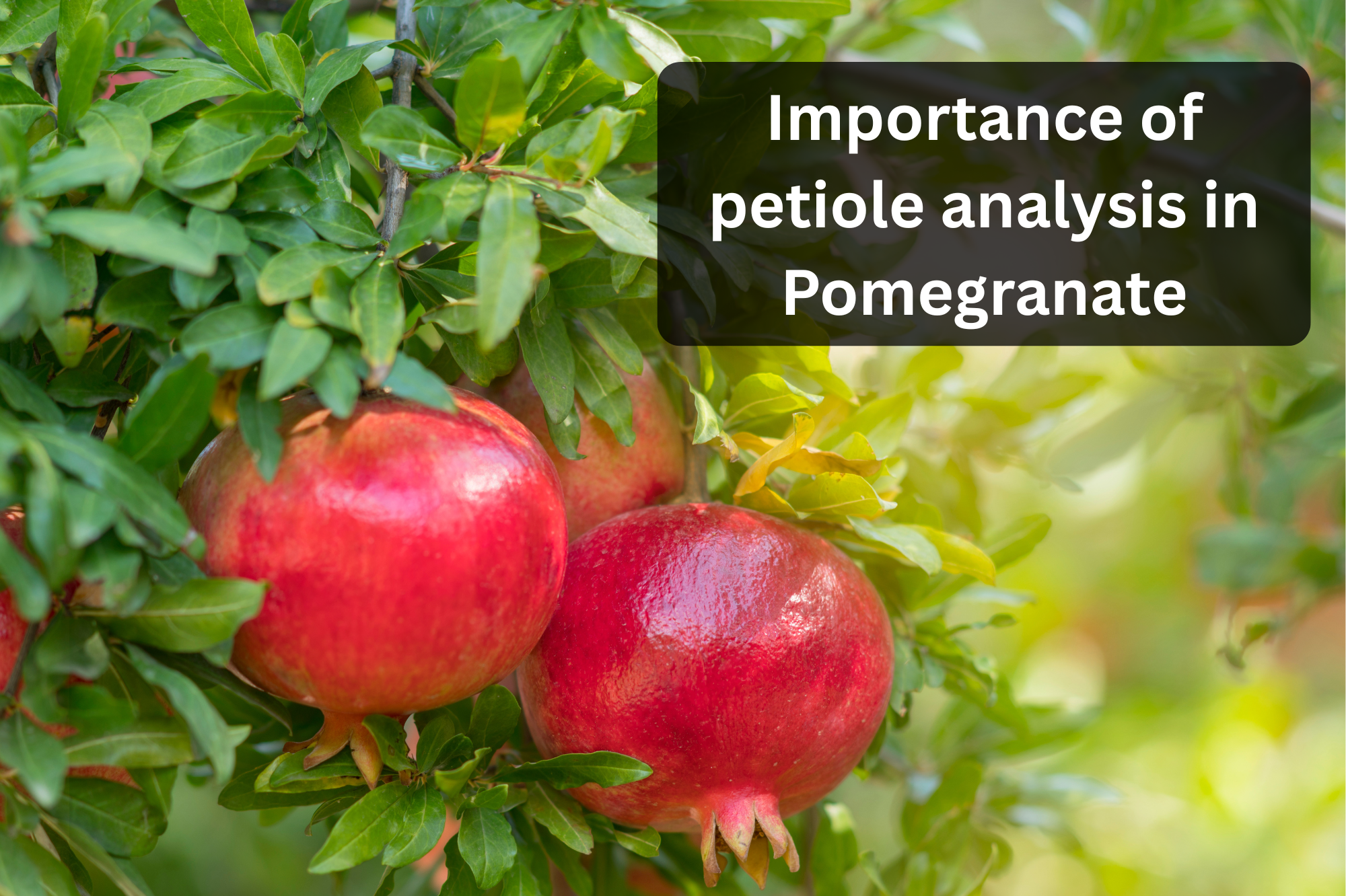 Petiole Analysis in Pomegranate | Nutrient Management for Yield