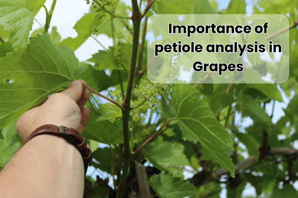 Importance of Petiole Analysis After Foundation Pruning in Grapes